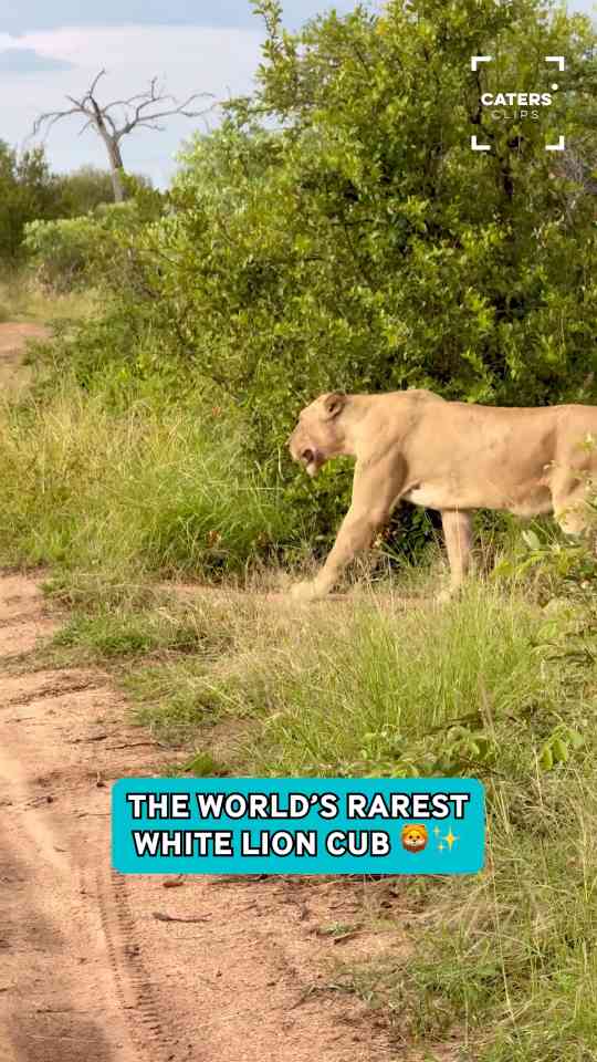 Rare white lion cub seen exploring the African wild