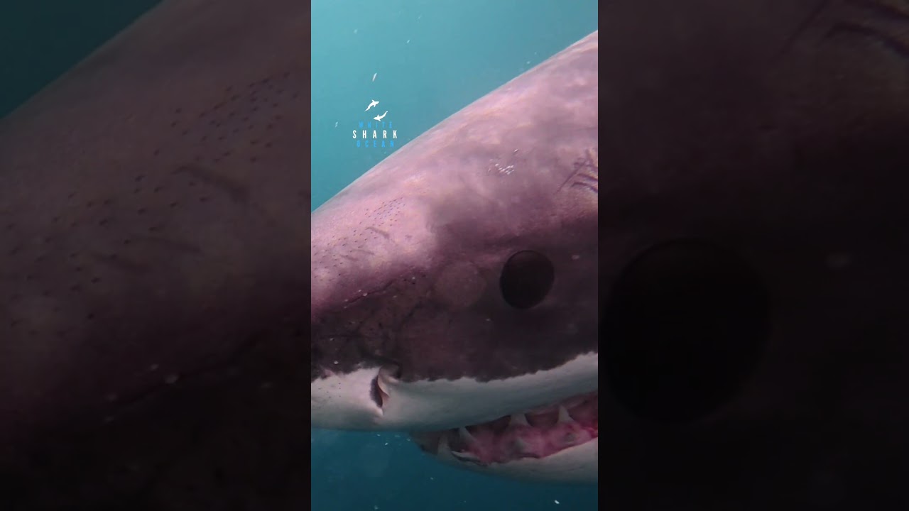 Big Great White Shark Smiles Towards The Camera