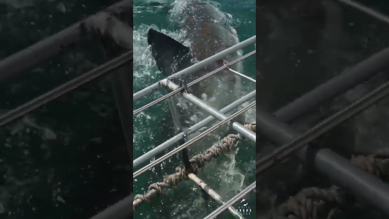 Great white shark ampullae of Lorenzini picks up people in the cage