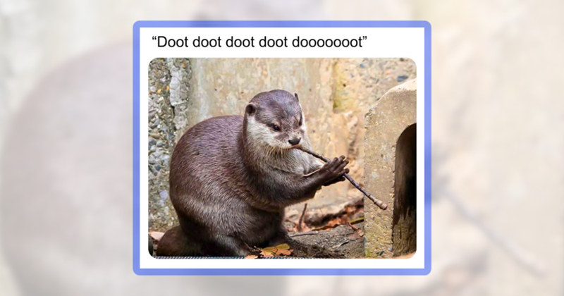 A splashtacular scroll of 27 otter memes to brighten your midweek mood