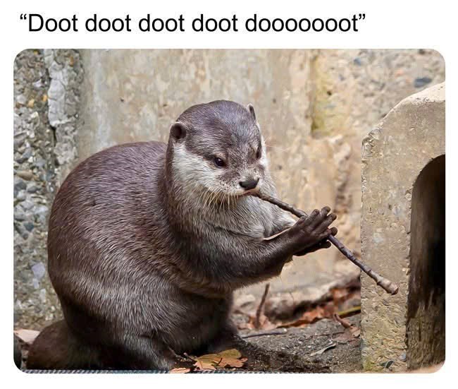 A splashtacular scroll of 27 otter memes to brighten your midweek mood