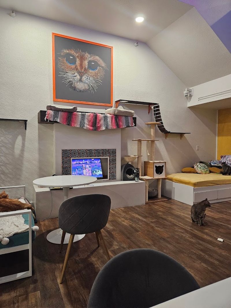 This Arizona Cat Lounge Takes The Cat Café Idea And Makes It Way More Fun