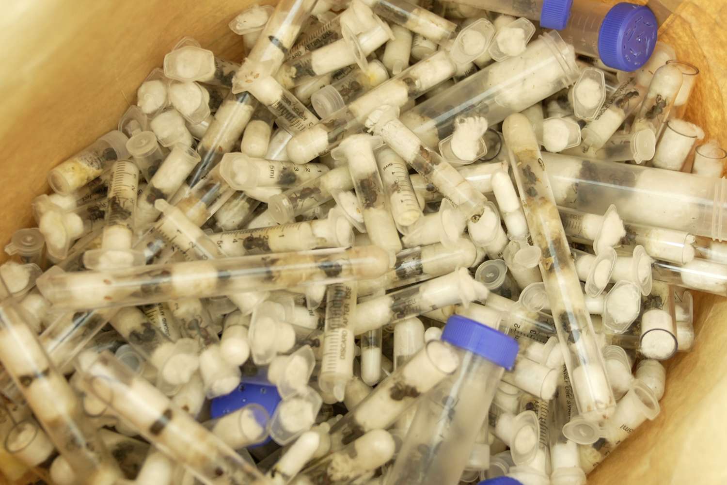 Man arrested after allegedly trying to smuggle over 2,000 queen ants in ...
