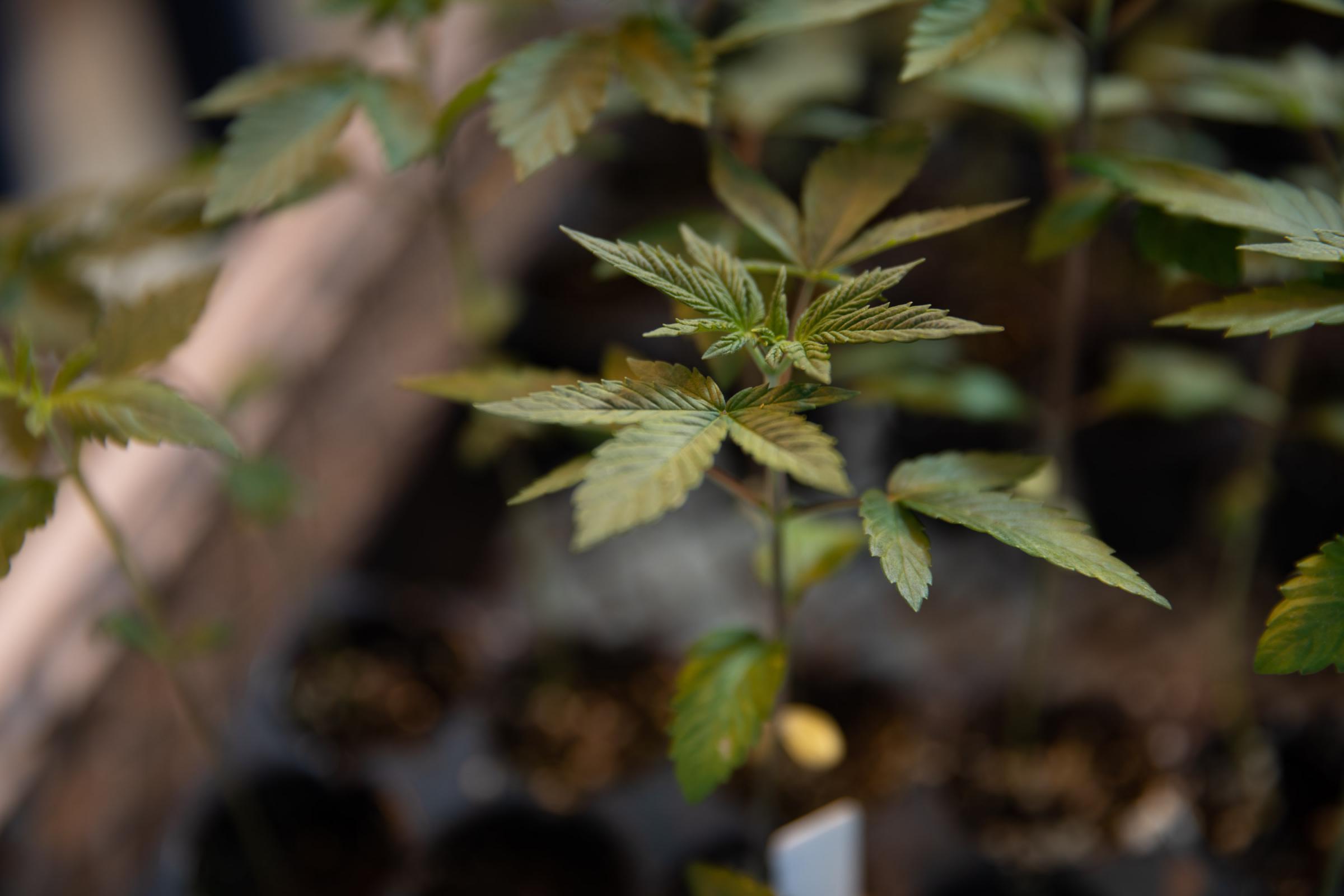 Can bars sell THC-infused drinks in CT?