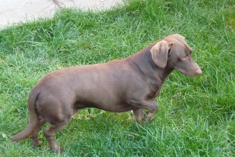 15 dog breeds that could be the next dachshund-level obsession