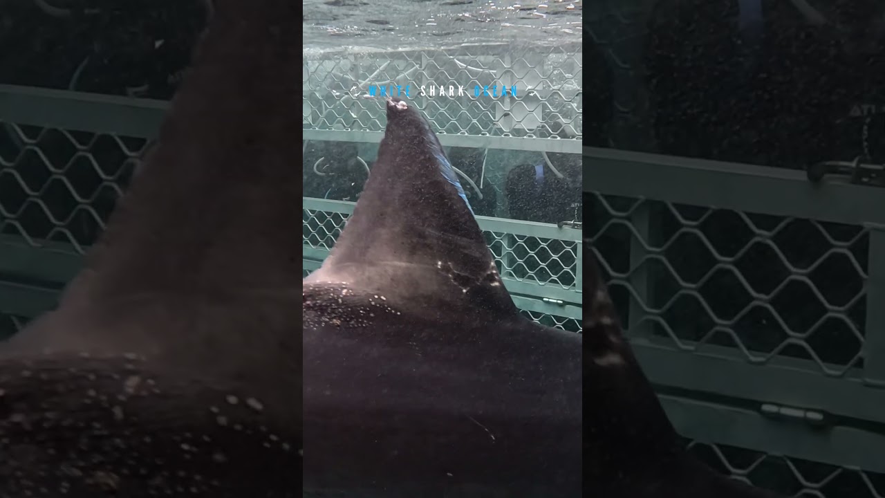 Great White Passing The Divers