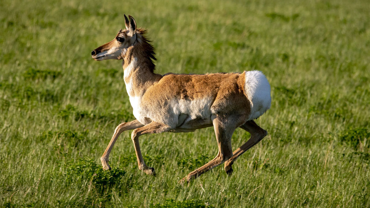 The wild animals that can outrun you even on flat ground
