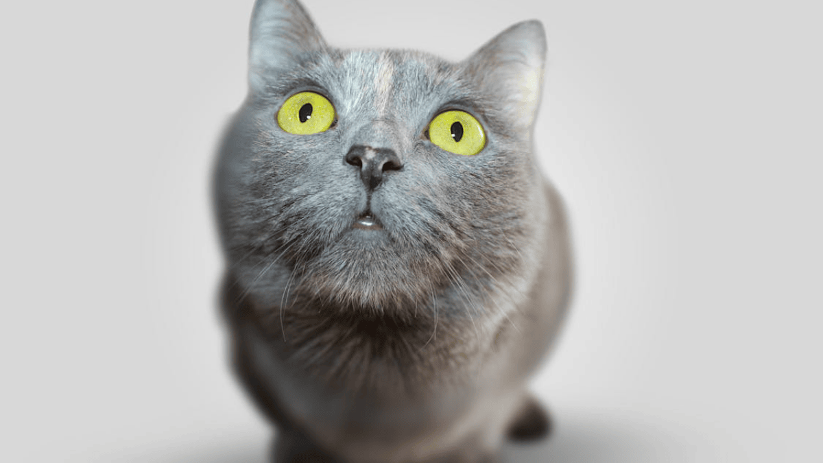 10 signs that a cat is feeling ill and needs you a lot