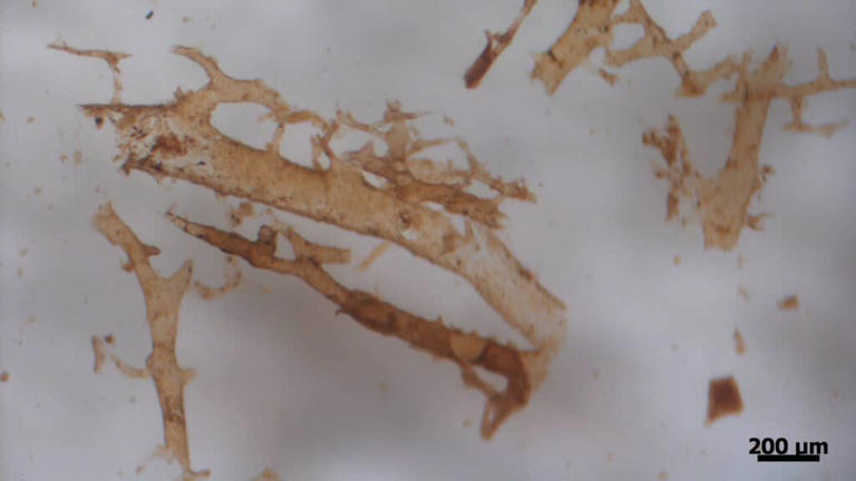 Scientists find hemoglobin traces in dinosaur bones once thought ...