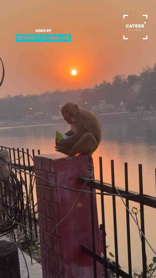 Monkey snatches chips and runs off in hilarious moment