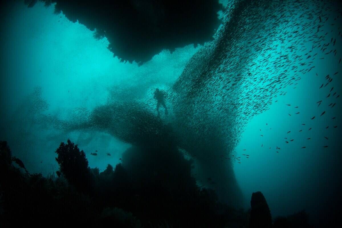 How deep-sea creatures survive extreme pressure