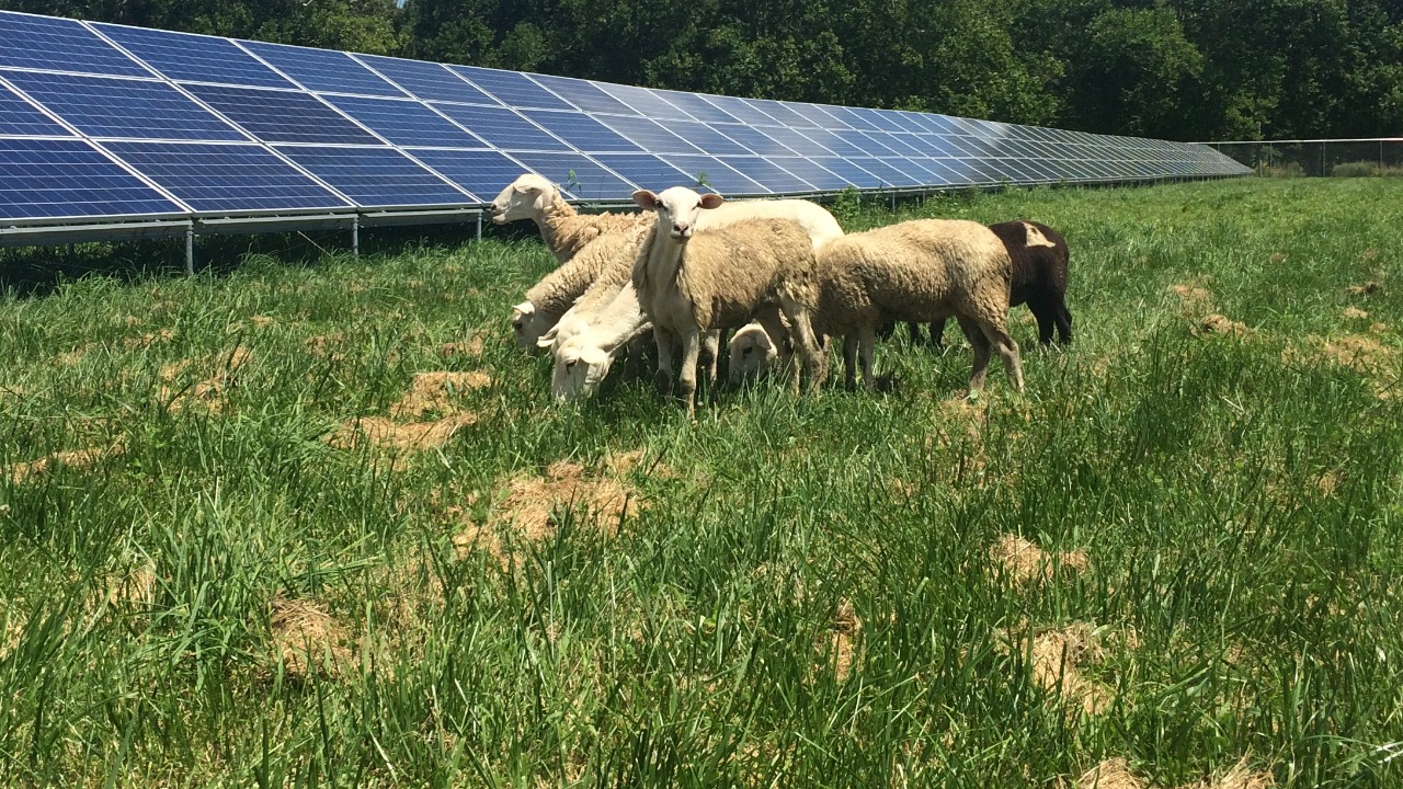 Farmer promotes sheep grazing on solar farms as a new meat income stream