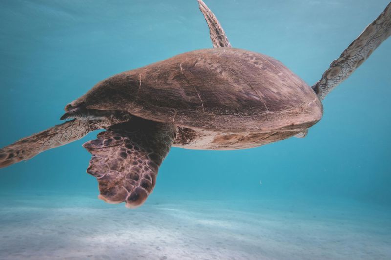Florida’s Marine Turtle Protection Act makes beach behavior ...