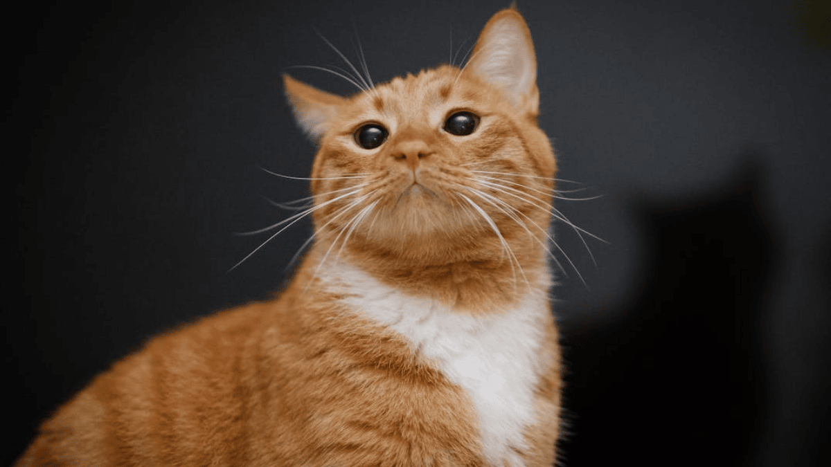 Why do orange cats exist? Science explains