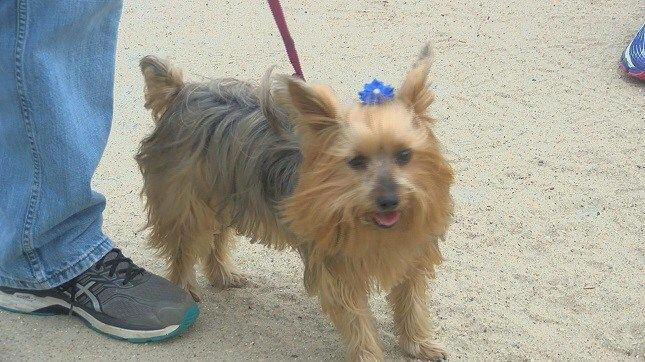 No dogs allowed on Wrightsville Beach this summer despite push for change