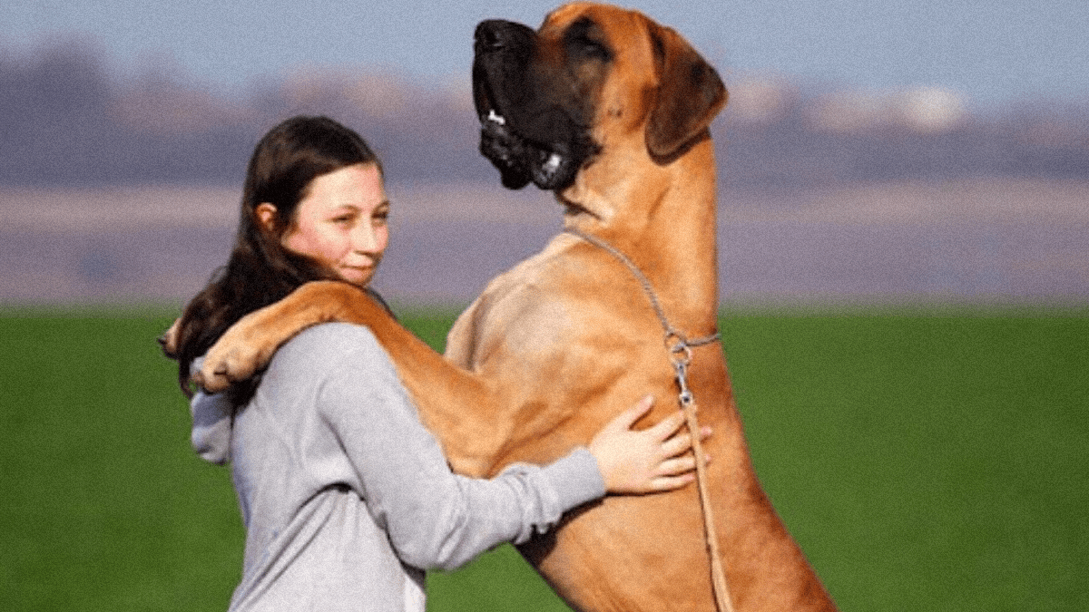 The 7 dog breeds that look serious but are very affectionate (the last ...