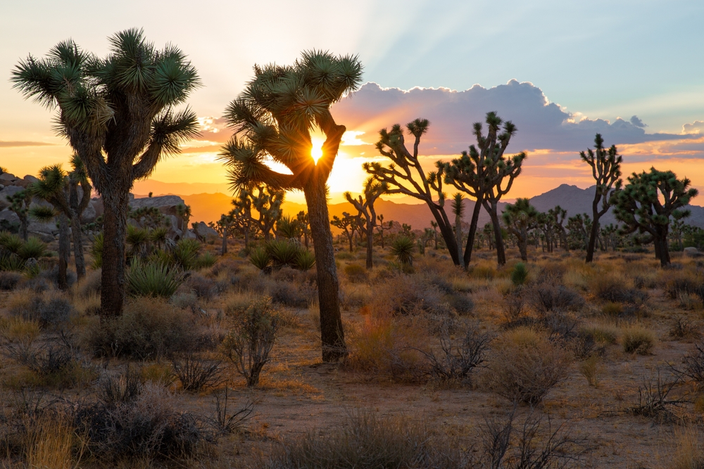 17 family road trips with scenic stops and easy trails along the way