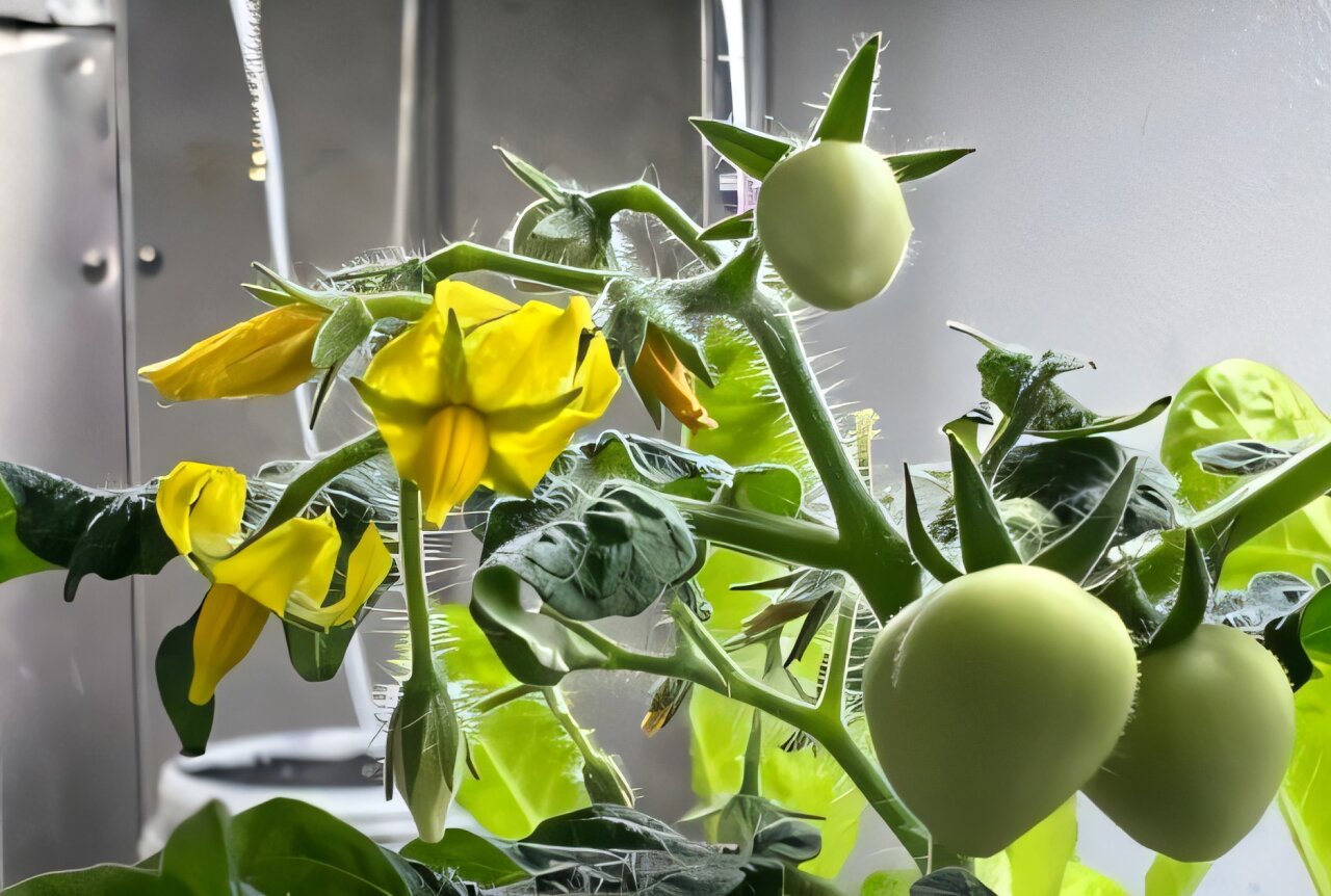 Good news for wastewater irrigation: Three crops store pharmaceutical ...