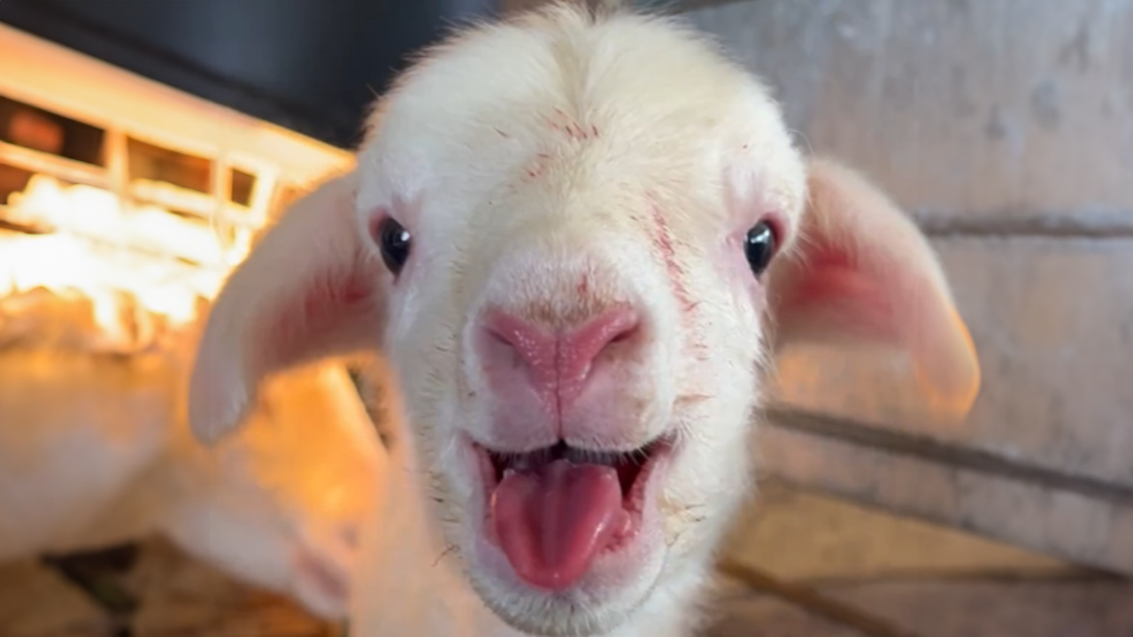 Playful newborn lamb steals the spotlight