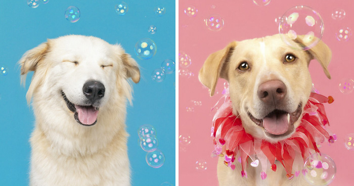 39 funny pictures of dogs trying to figure out bubbles