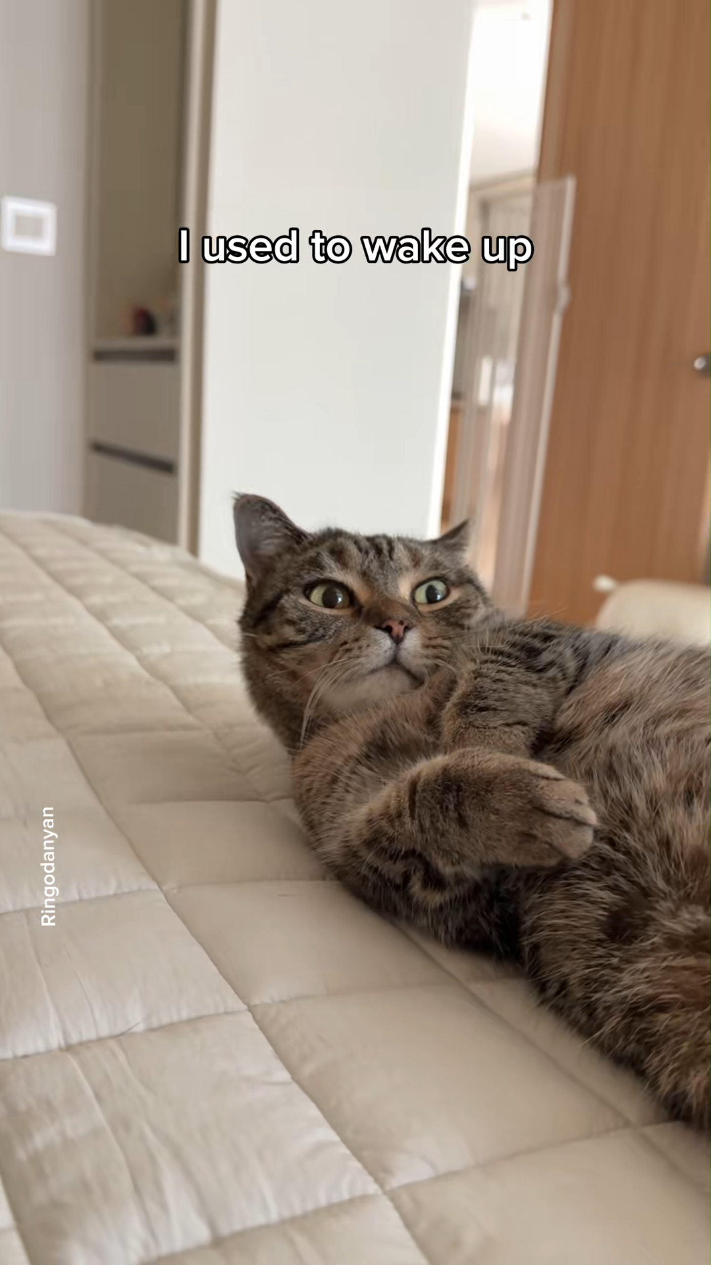 7 daily cat struggles every cat owner knows