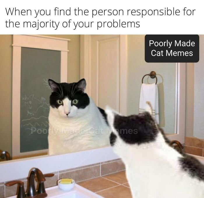 43 hilariously bad cat memes for chaotic cat lovers