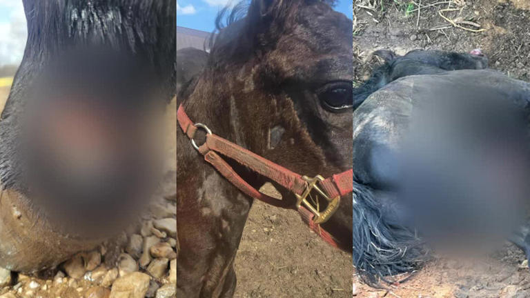 Mukwonago horse breeder sentenced to jail for firearm possession