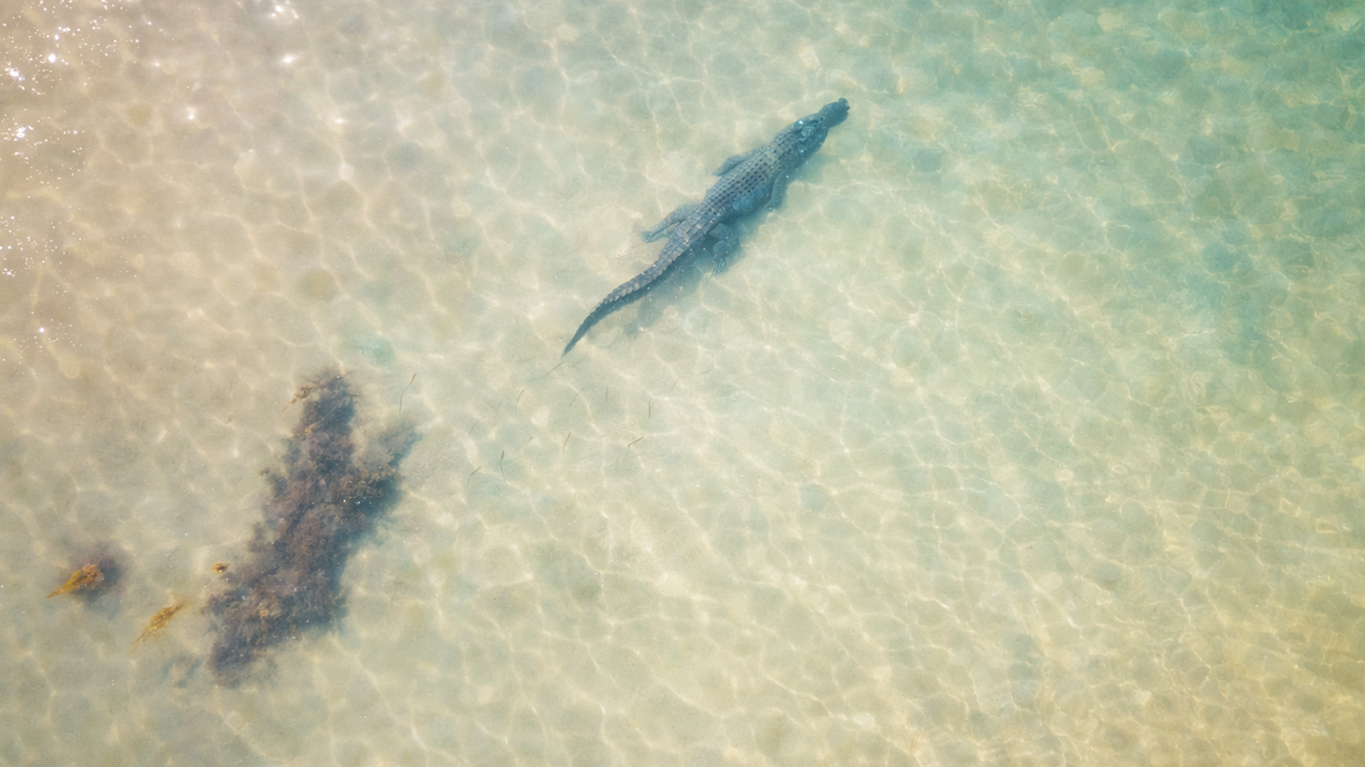 Can you spot the crocodile in this water?