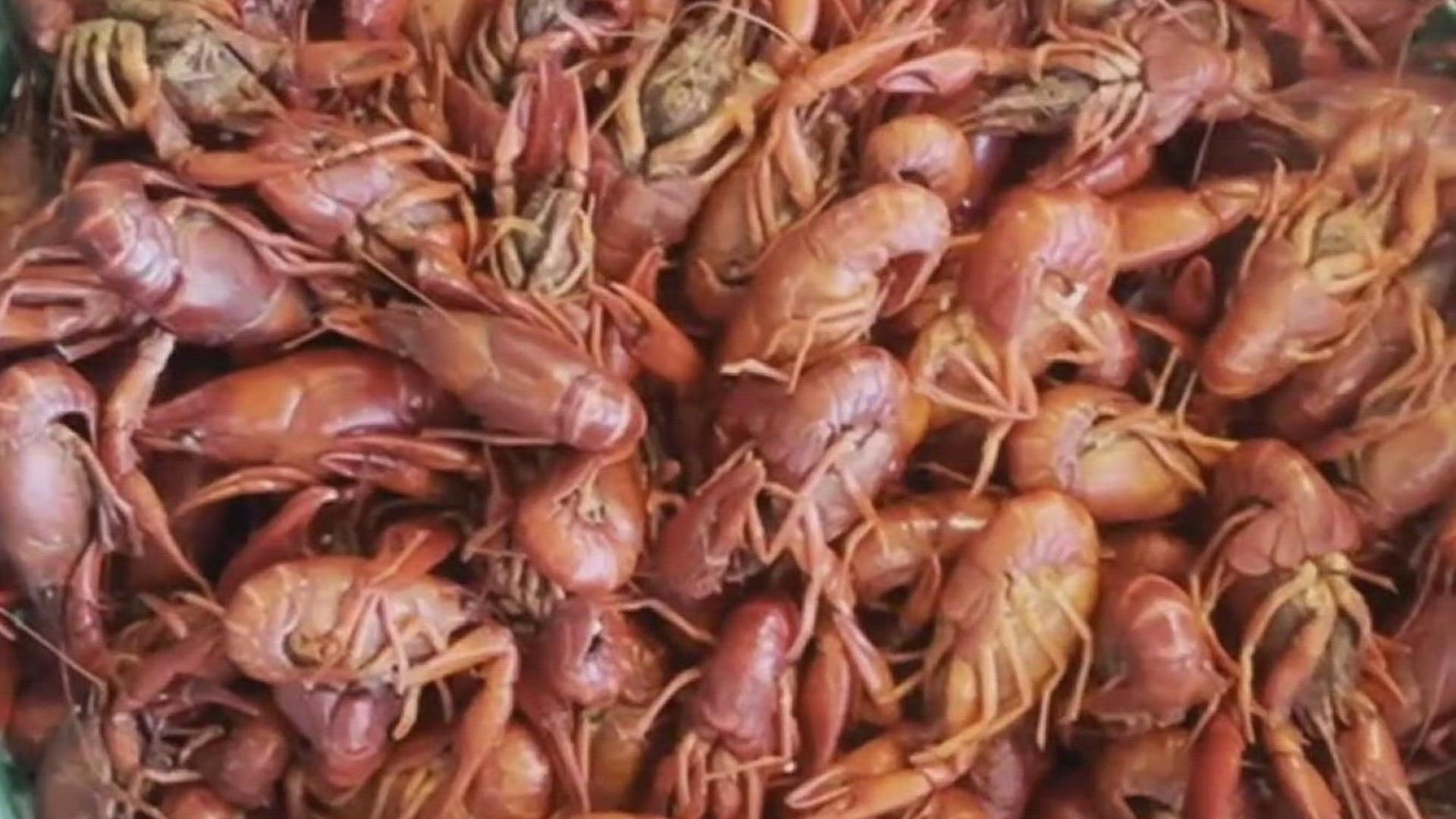 Crawfish season going strong along the Coastal Bend