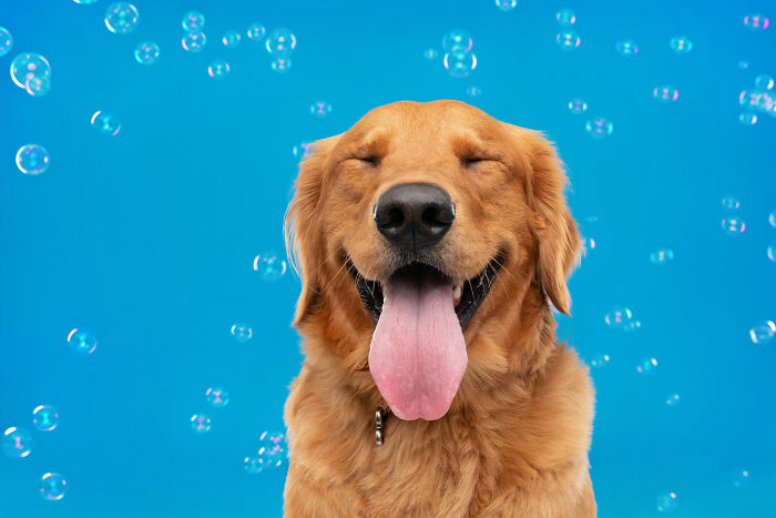 39 funny pictures of dogs trying to figure out bubbles