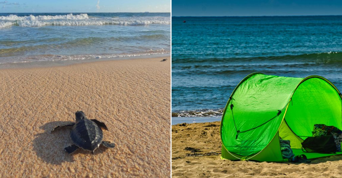 Florida’s Marine Turtle Protection Act makes beach behavior ...