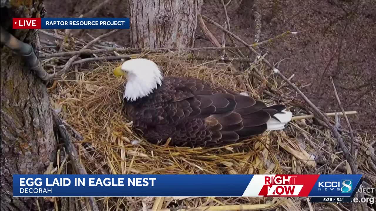 Uncertainty surrounds eagle egg at Decorah North nest