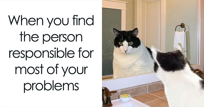 43 hilariously bad cat memes for chaotic cat lovers