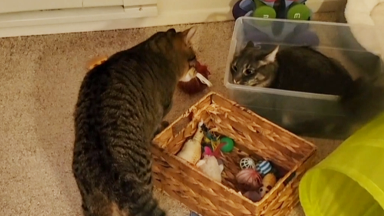 Cat gets stuck in box "karma moment"