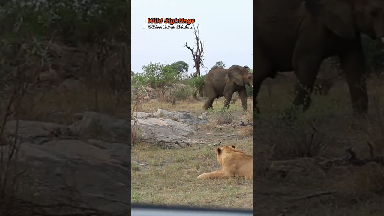 I witnessed an elephant save a lion! 🦁