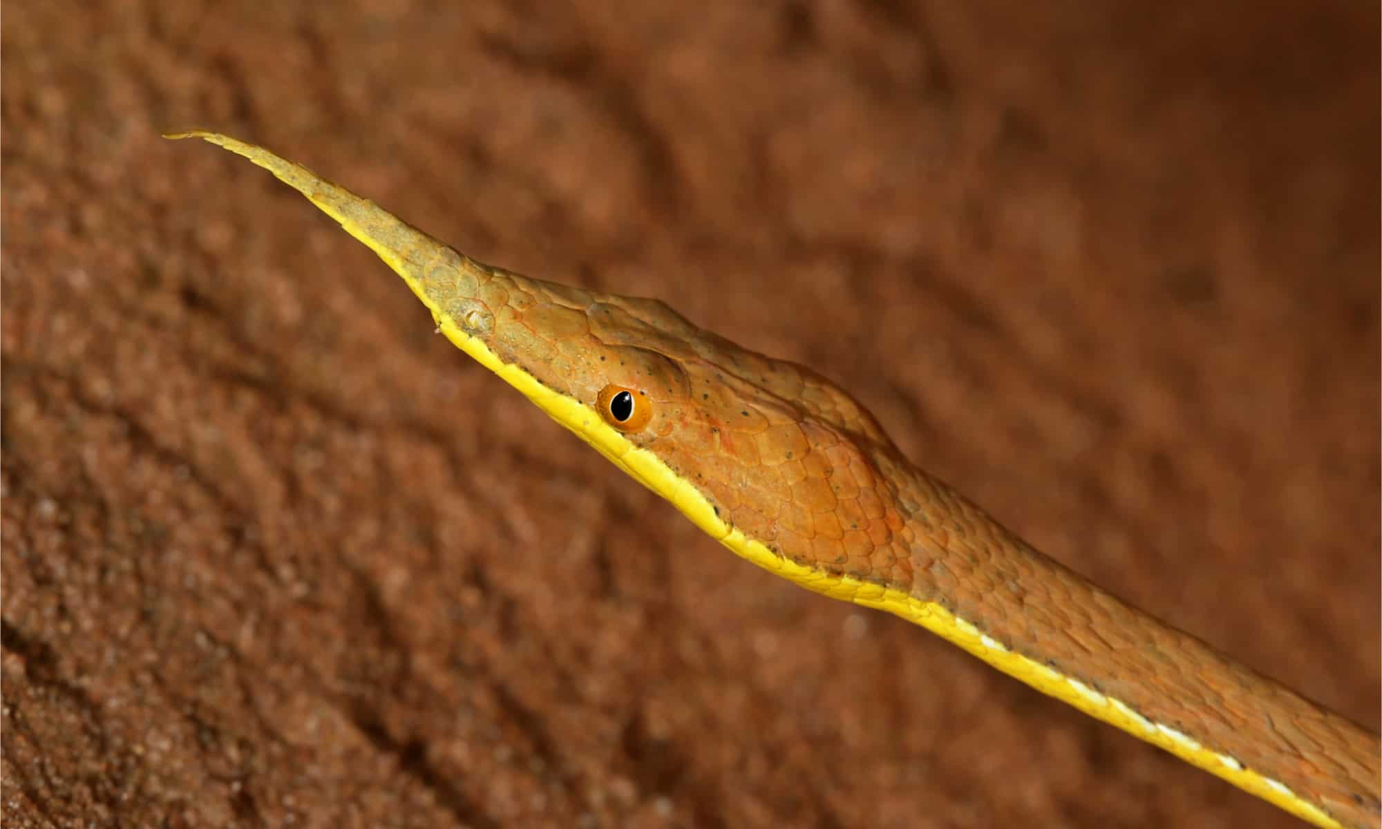 9 snakes with the strangest nose shapes in the animal kingdom