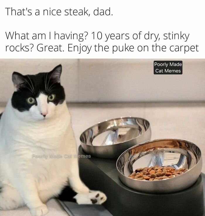 43 hilariously bad cat memes for chaotic cat lovers