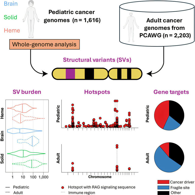 First-of-its-kind analysis reveals the structural variant landscape ...