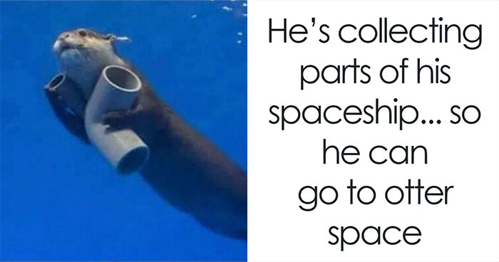 48 'no context' animal memes that are pure comedy