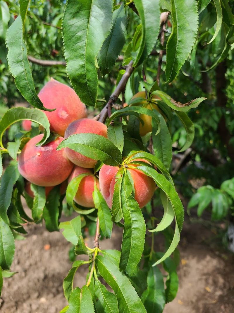 This charming Texas farm market is packed with fresh produce and ...