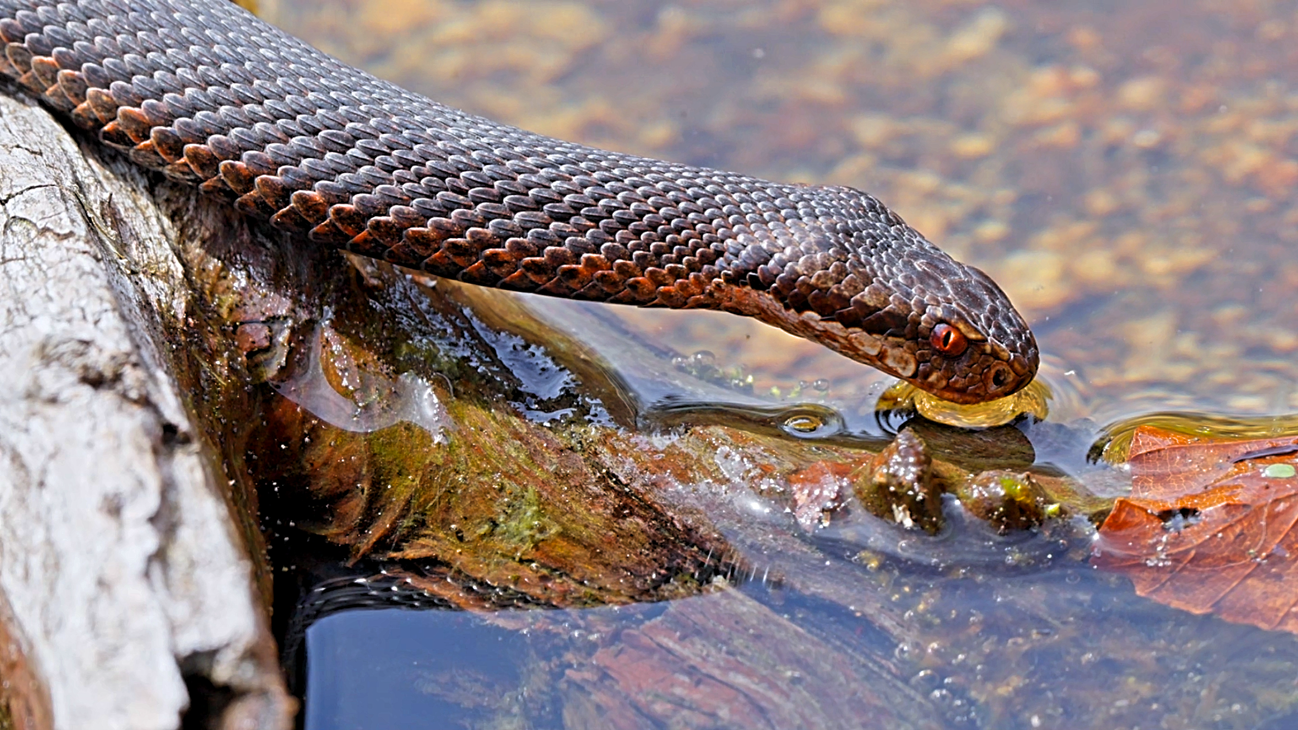 I filmed a snake at a lake drinking water in a peaceful moment