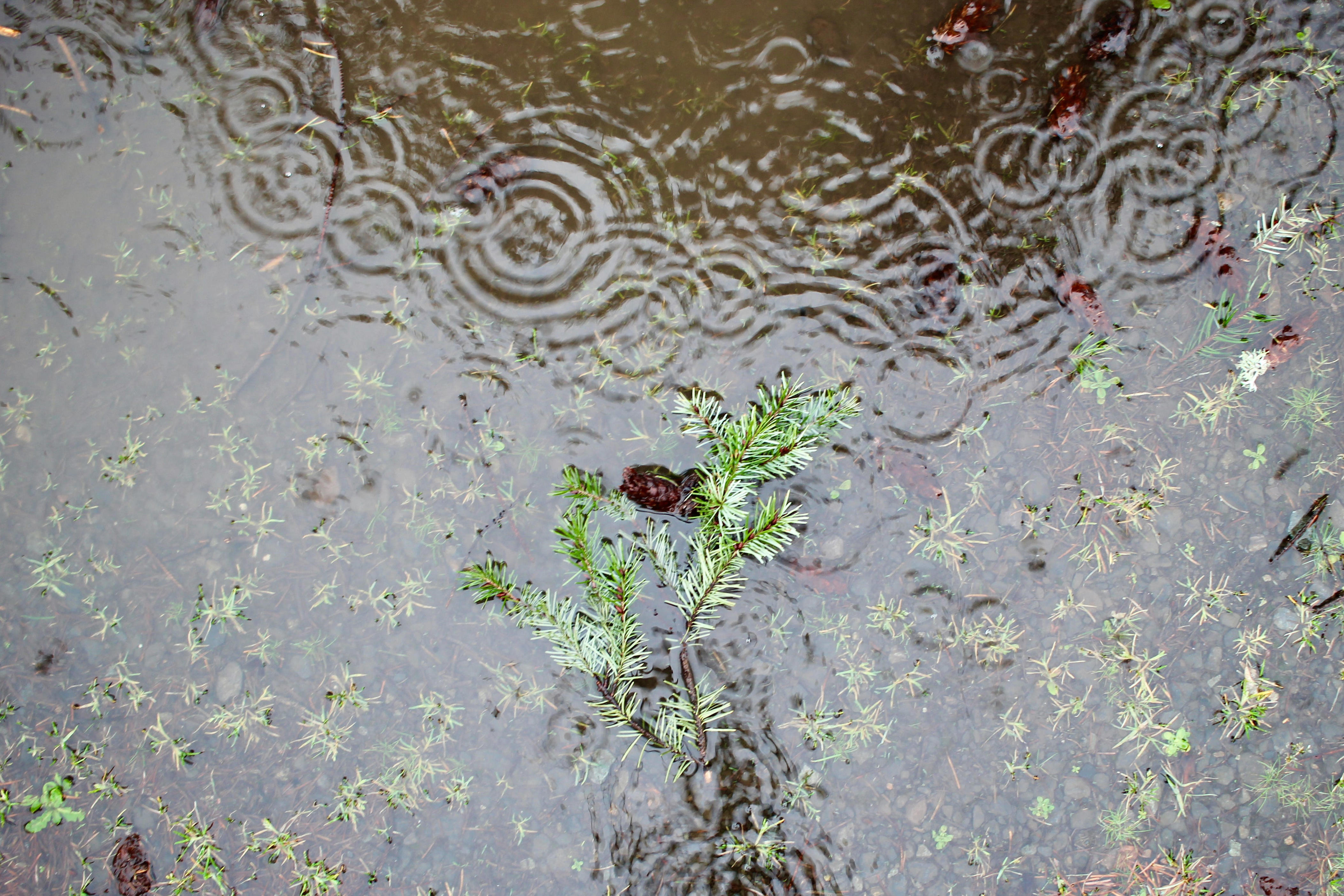 Oregon weather forecast to shift to rain after high heat
