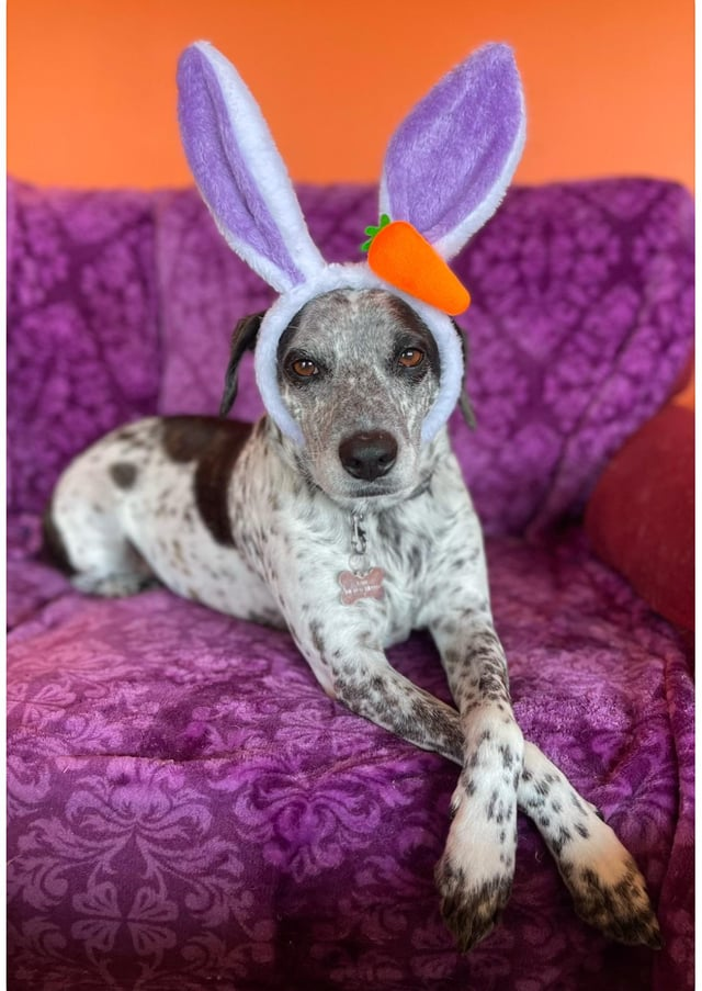 22 pawdorable portraits of exquisite Easter bunny puppers
