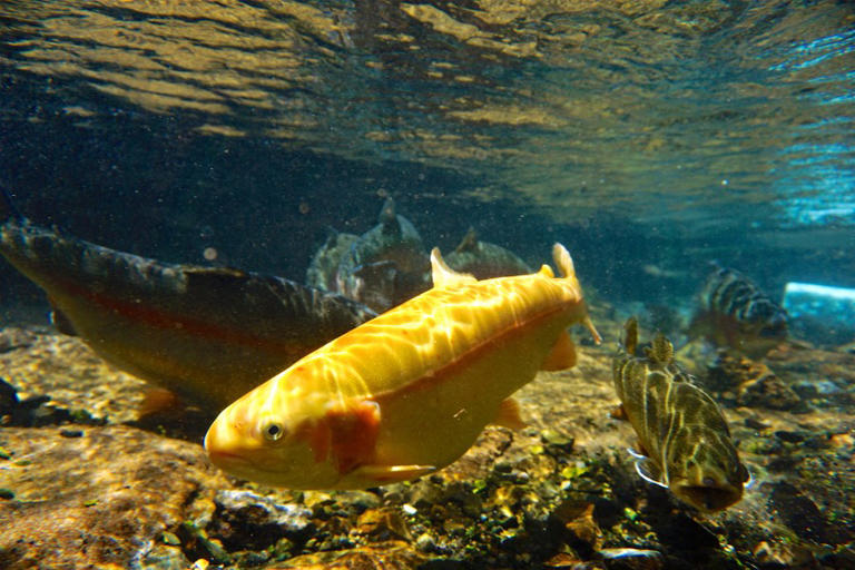 Gold Rush Giveaway winners announced by the West Virginia Division of ...