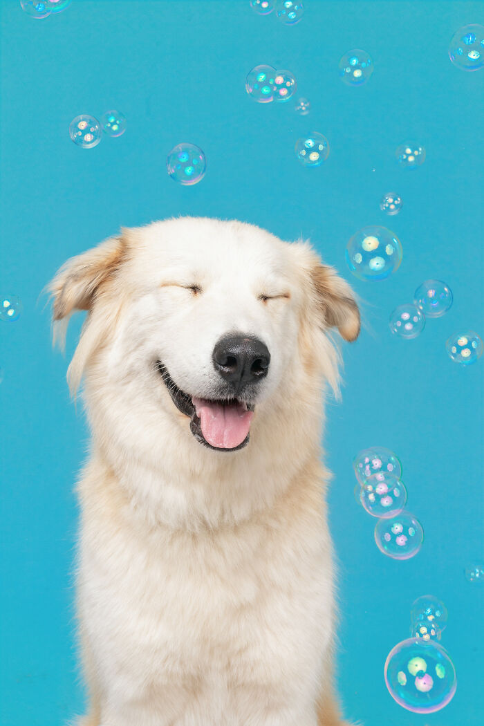 39 funny pictures of dogs trying to figure out bubbles