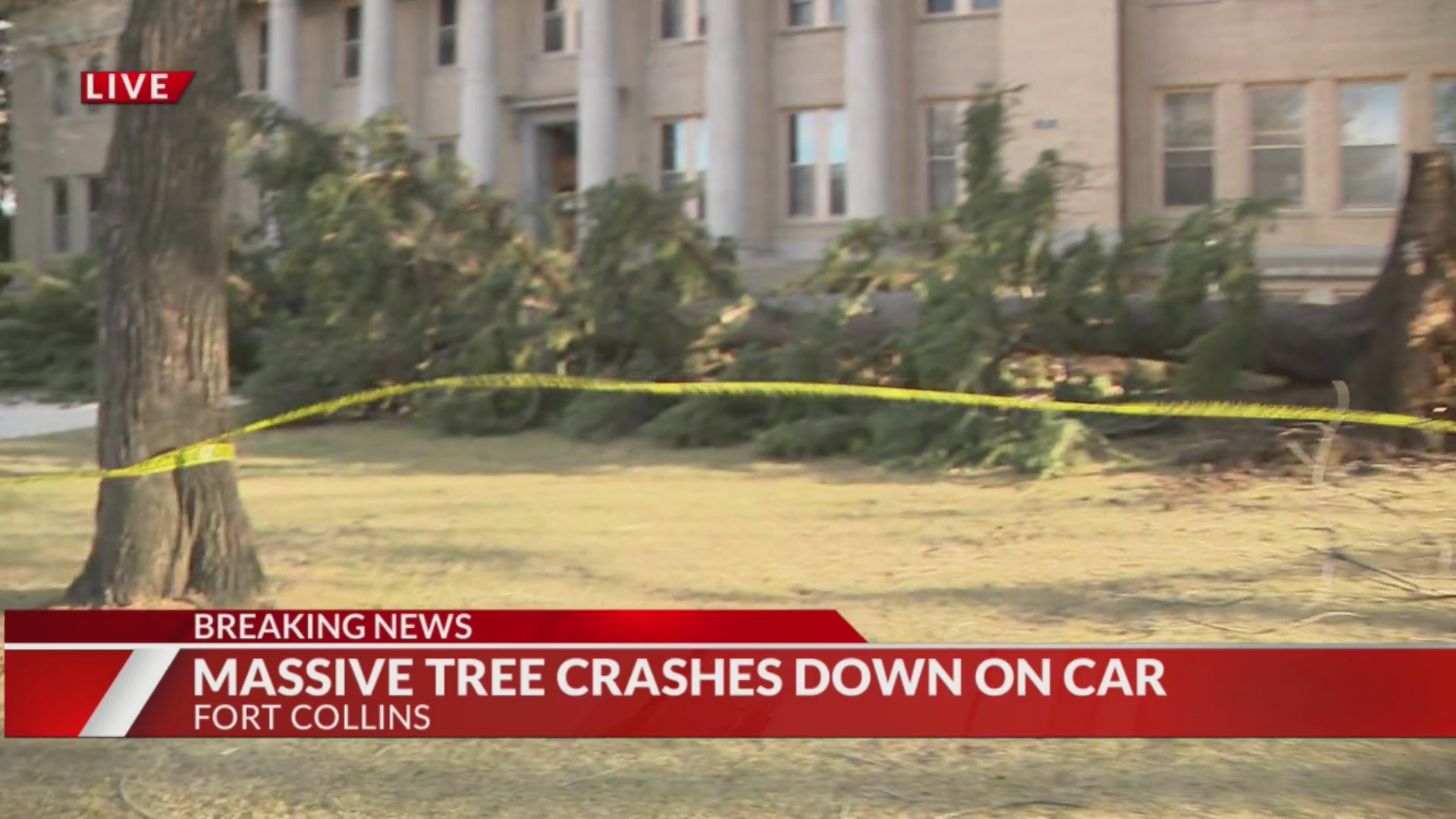 Massive tree falls on top of car at CSU