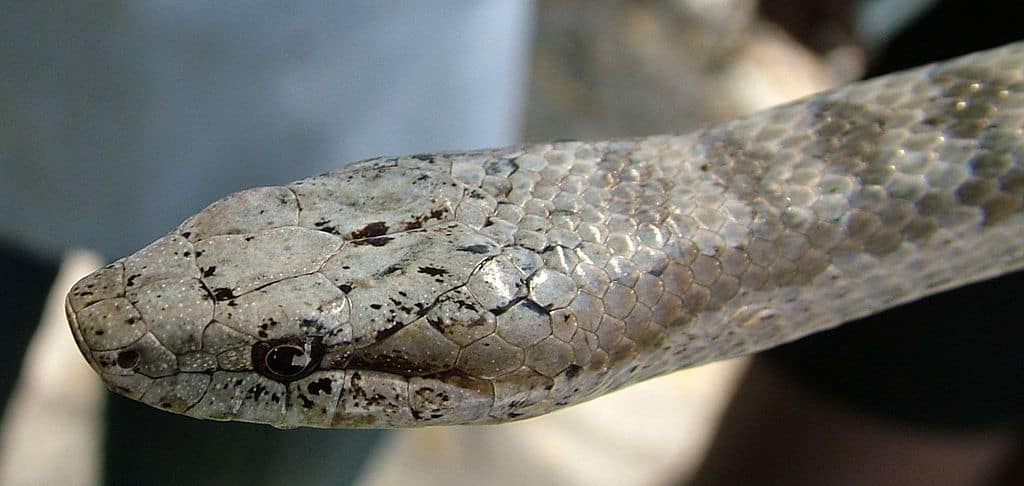 The world’s rarest and hardest-to-find snakes