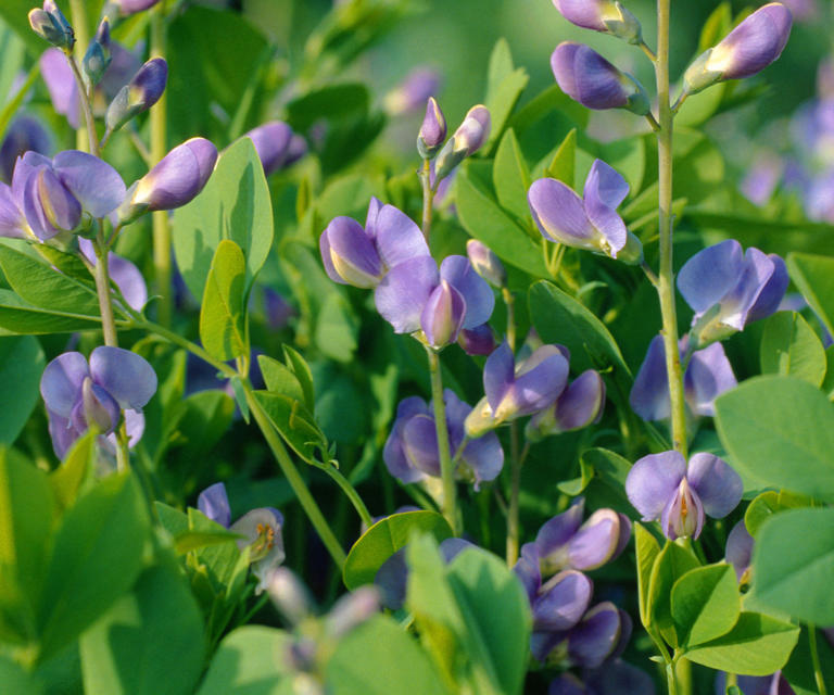 Plant these 7 dreamy wildflowers in March for a garden buzzing with ...