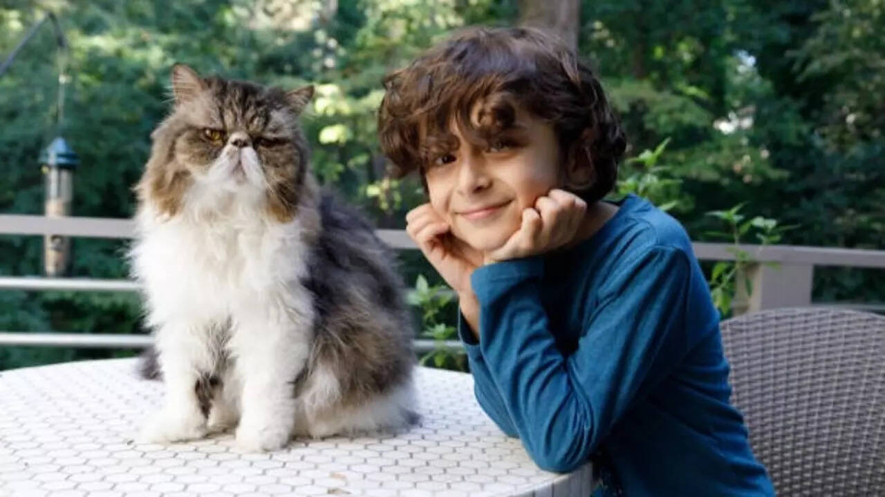 Persian: 7 reasons why this cat breed is good for children