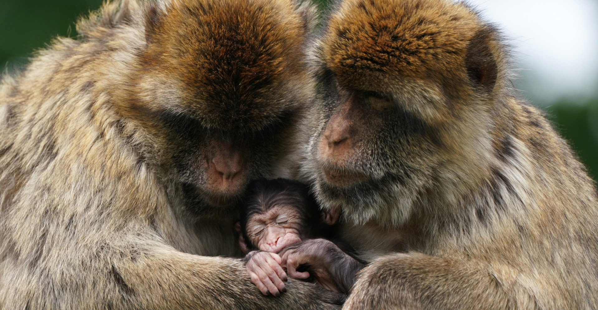 Motherly love: adorable animal moms and their babies